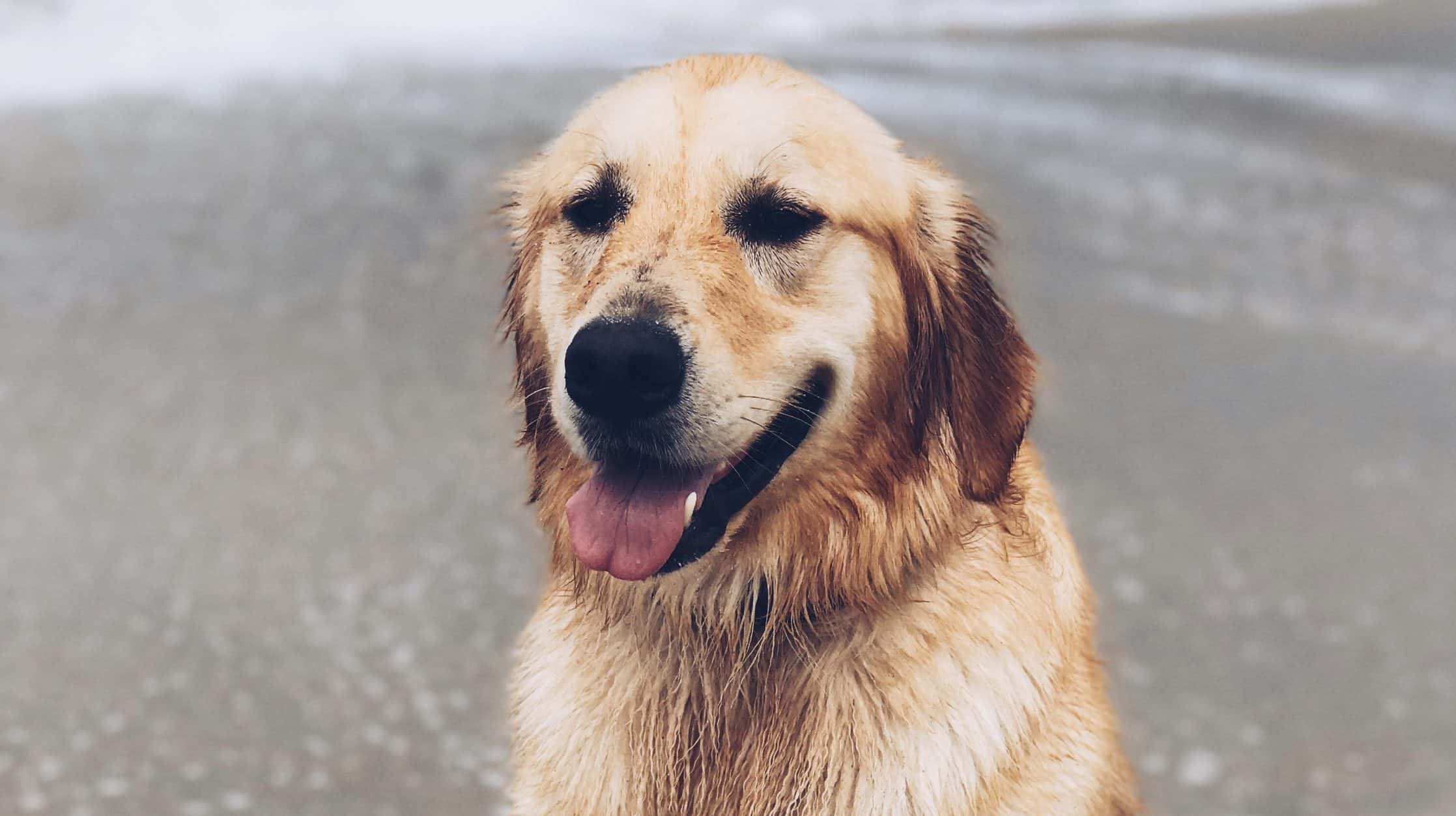 Nonahood News Pet of the Month: Zar • Nonahood News