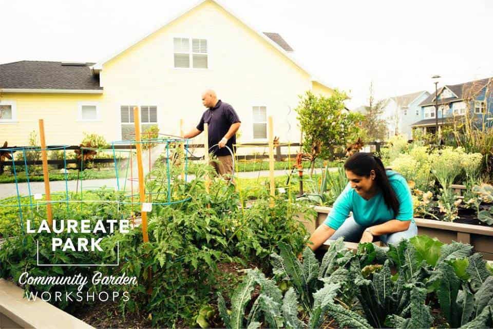 In the Garden: Why Grow Vegetables in a Community Garden? • Nonahood News